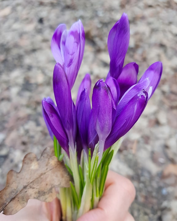 Un pic de primavara calda, in locul plin de frumusete si viata – padurea