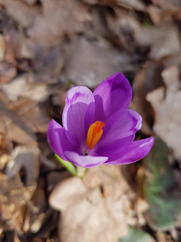 Un pic de primavara calda, in locul plin de frumusete si viata – padurea